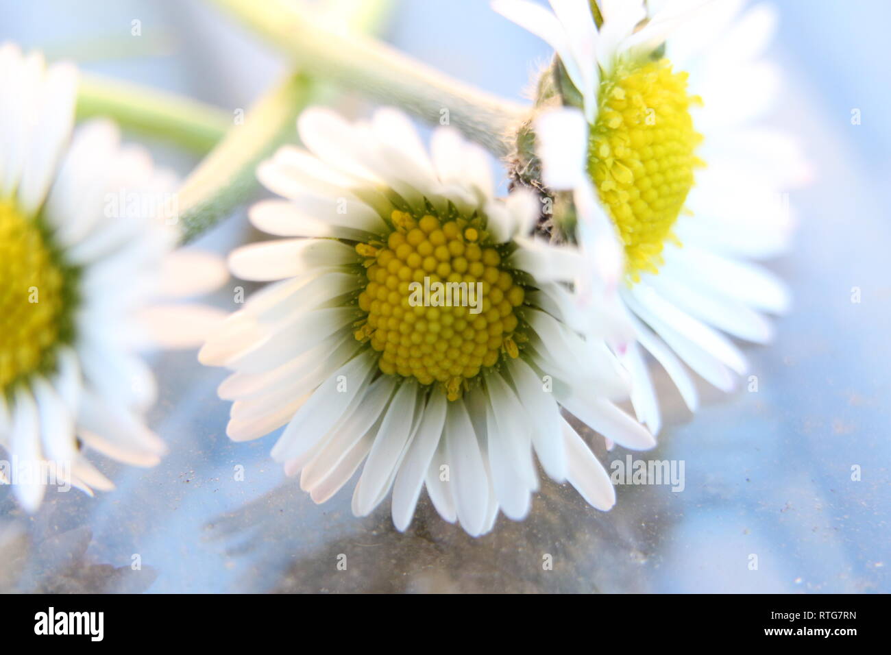 Daisy flower close up Stock Photo - Alamy
