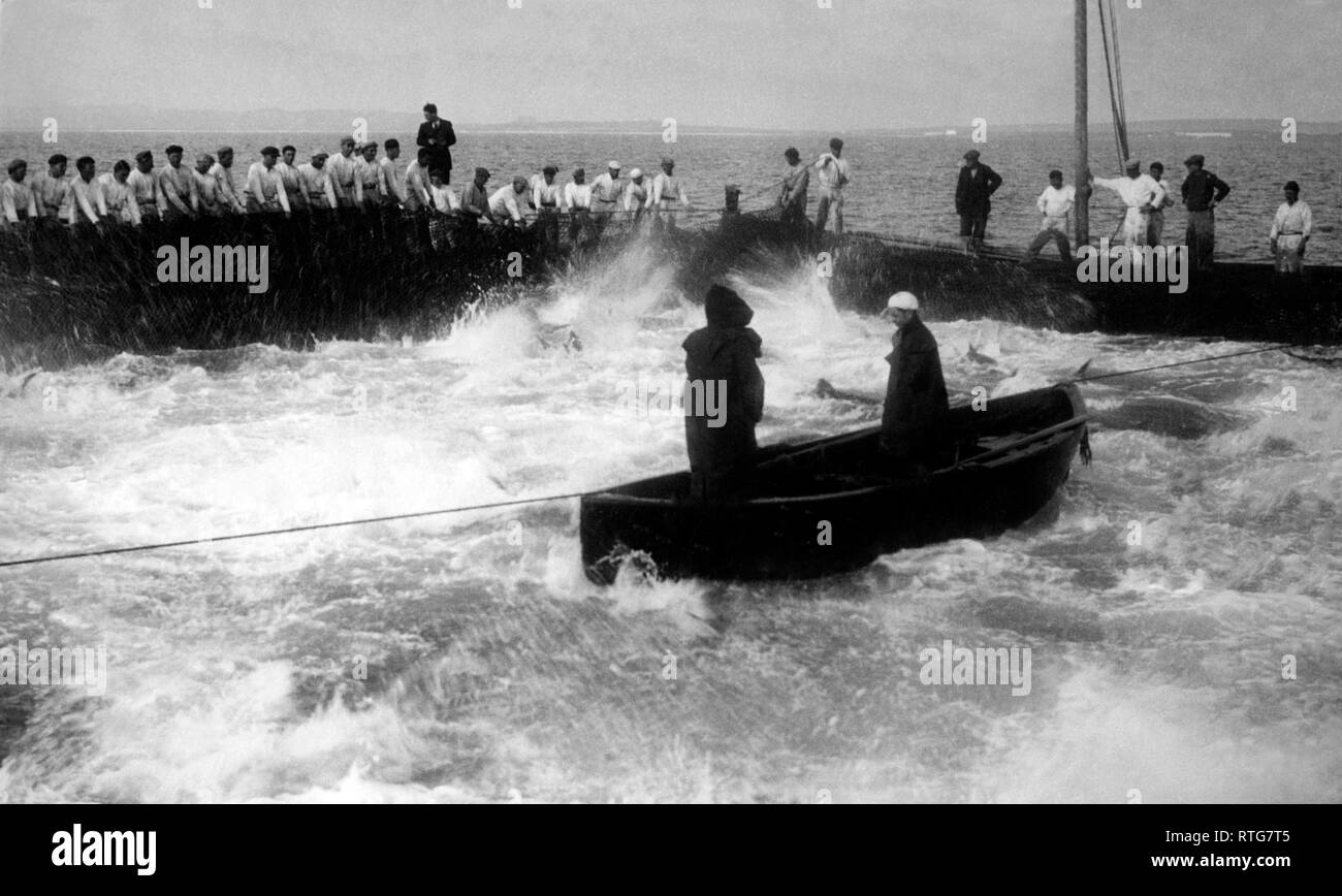 tunny-fishing with coco nets, sicily, italy 1951 Stock Photo - Alamy