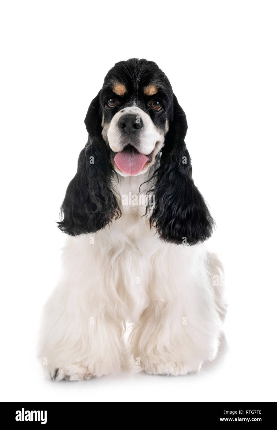 american cocker spaniel in front of white background Stock Photo - Alamy