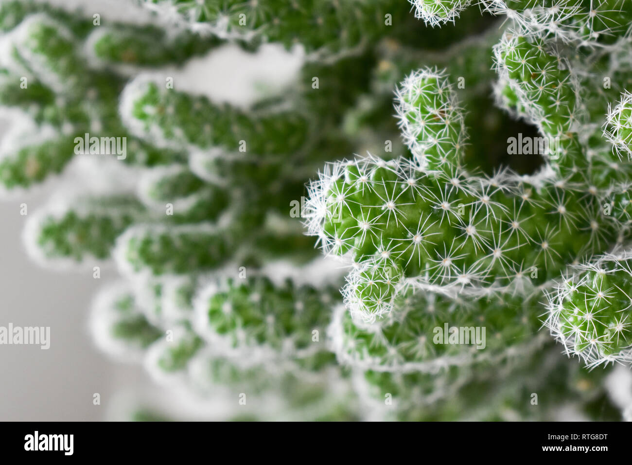 Green cactaceae hi-res stock photography and images - Alamy