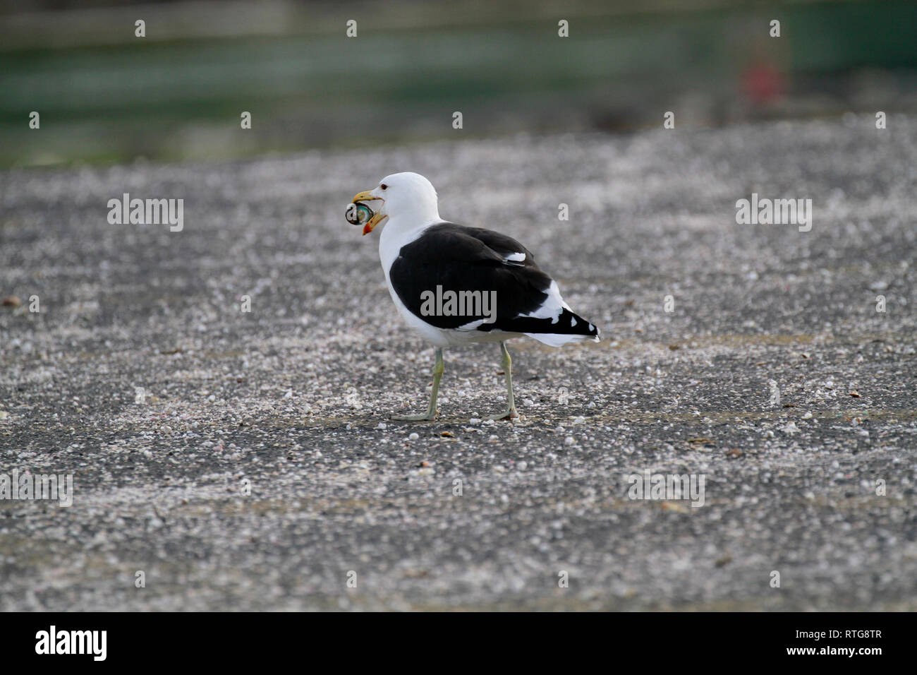 Cape gull (Larus dominicanus vetula or Larus vetula) with sea snail in ...