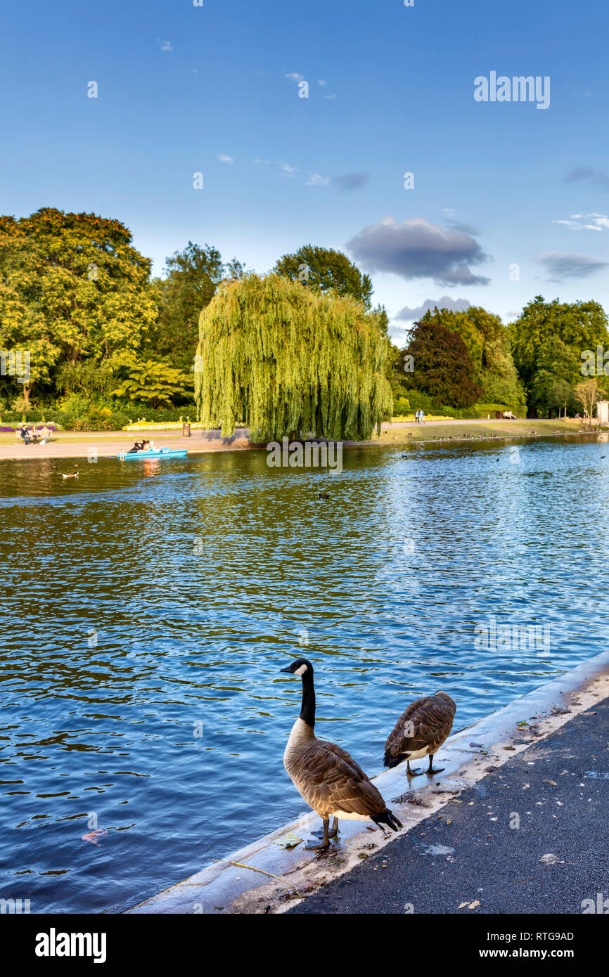 Boating lake, The Regent's Park, London, England, UK Stock Photo - Alamy