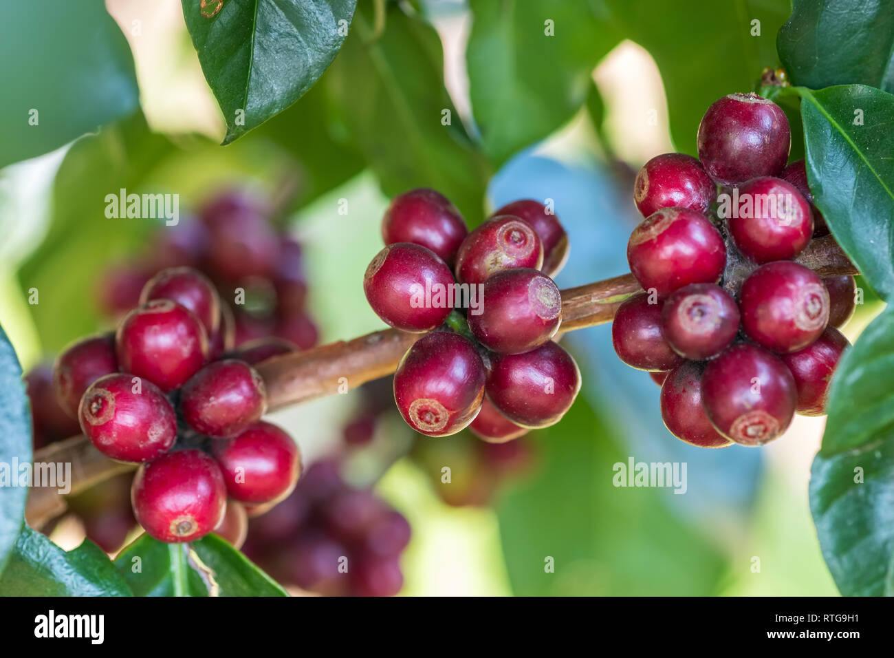 Coffee beans ripening on a tree Stock Photo - Alamy