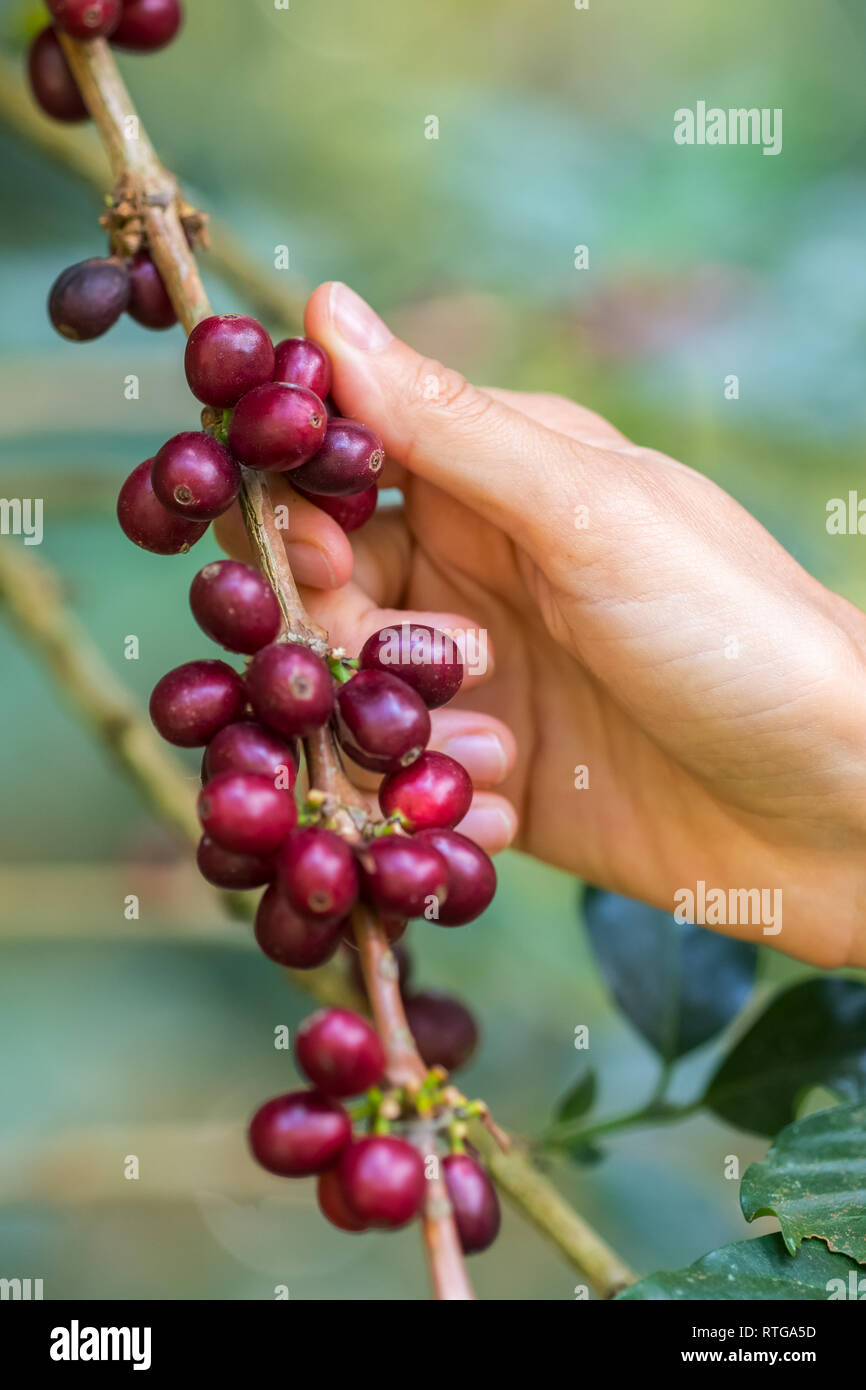 A coffee tree hi-res stock photography and images - Alamy