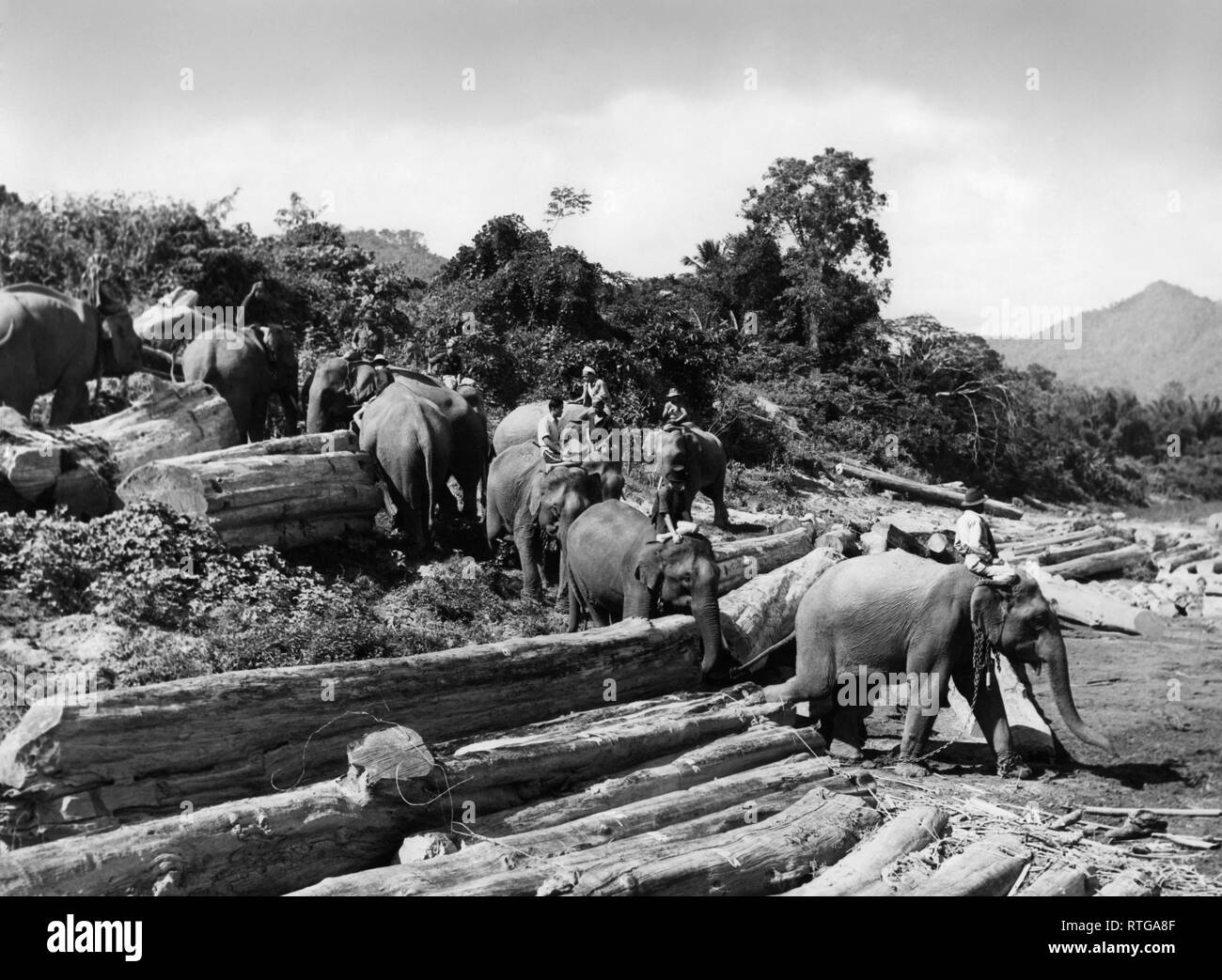 asia, laos, use of elephants for the transport of logs to the river ...