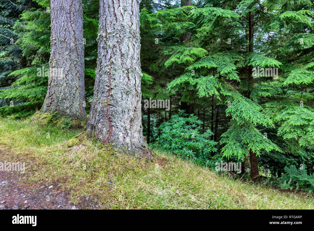 Ardkinglas hi-res stock photography and images - Alamy