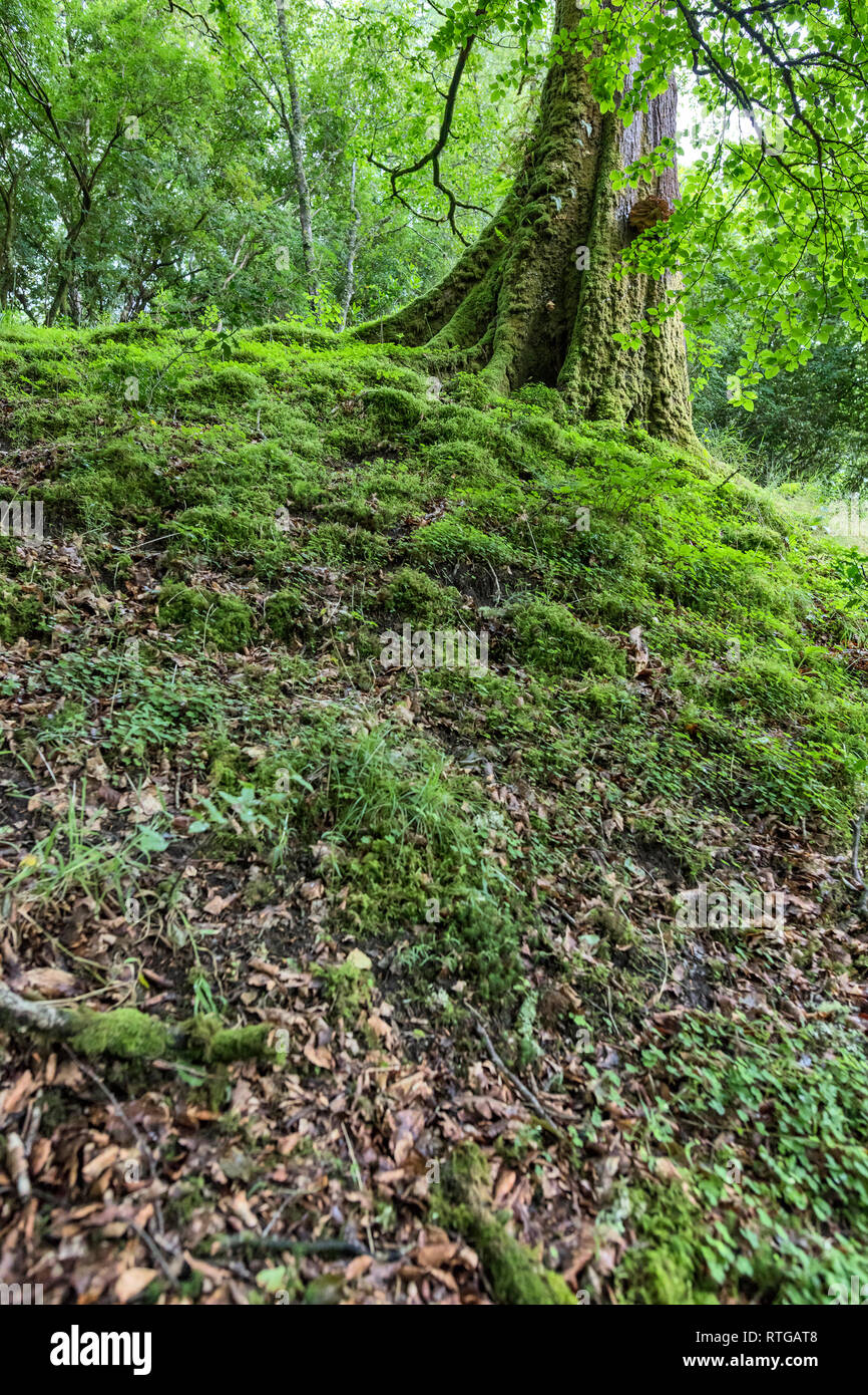 Ardkinglas hi-res stock photography and images - Alamy