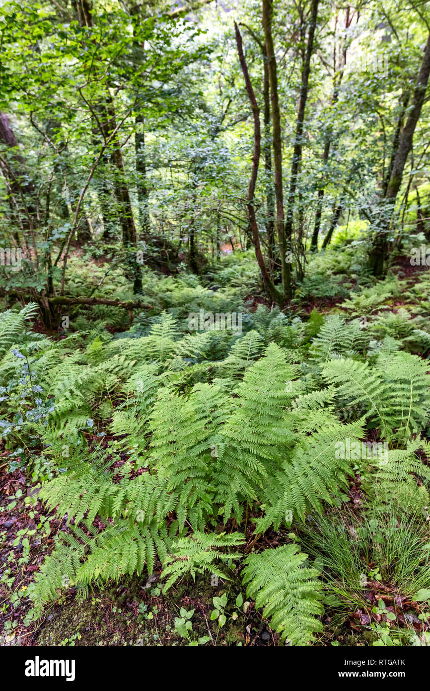 Ardkinglas hi-res stock photography and images - Alamy