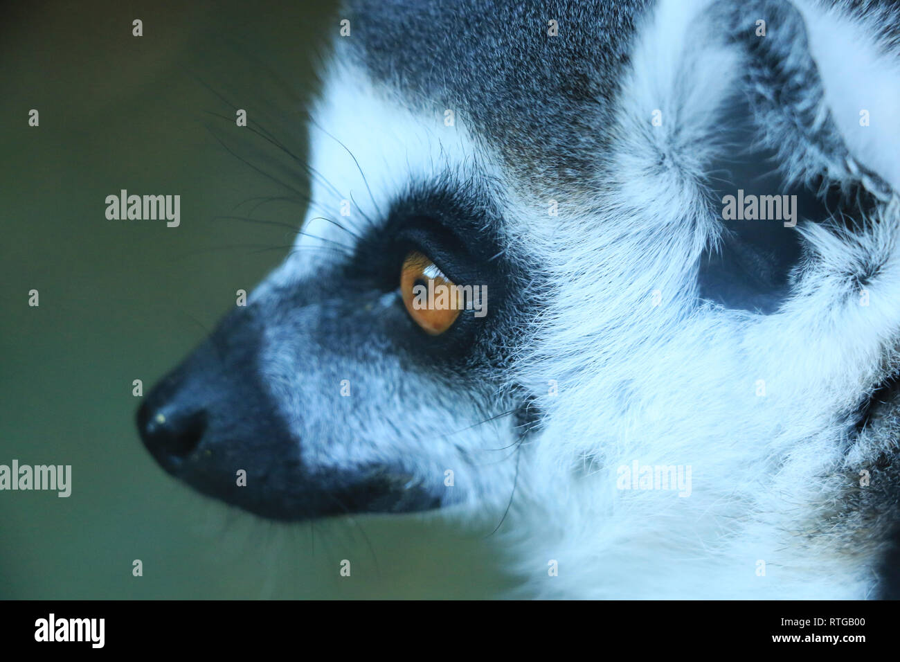 A cute lemur Stock Photo - Alamy