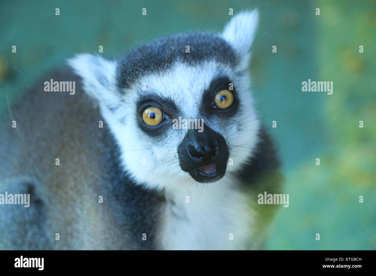 A cute lemur Stock Photo - Alamy