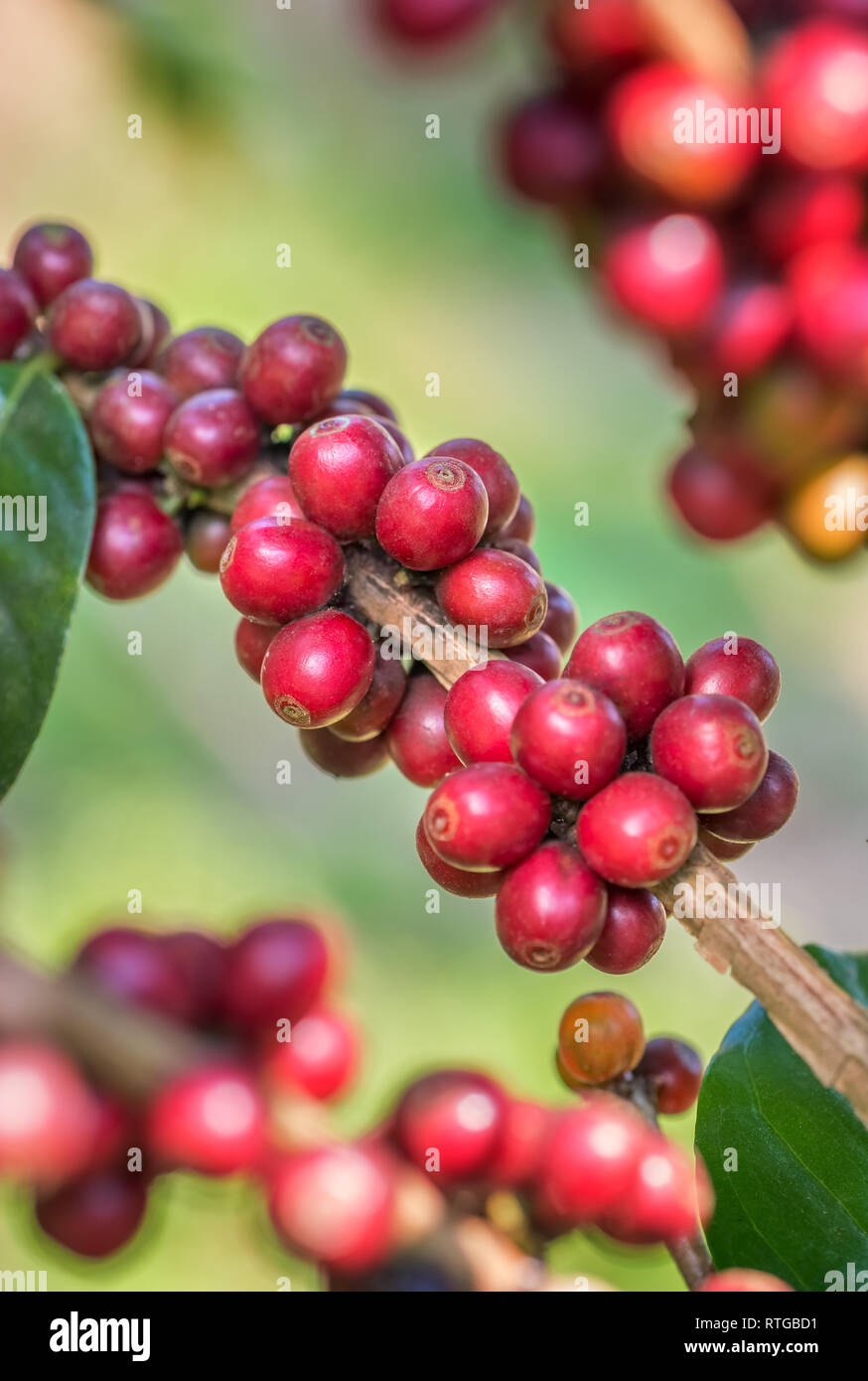 Coffee plantation india hi-res stock photography and images - Alamy