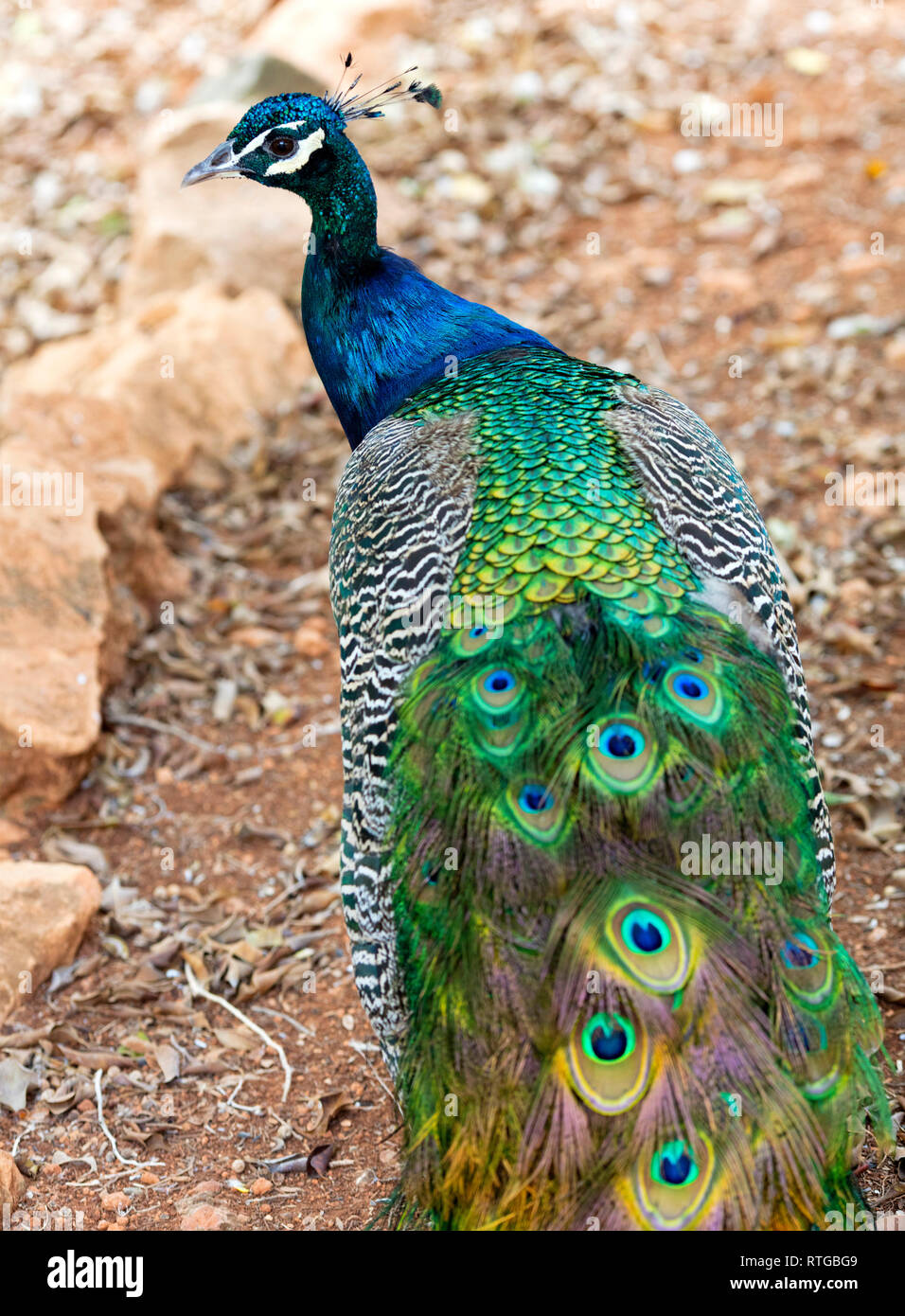 Paphos zoo, Paphos, Cyprus Stock Photo - Alamy