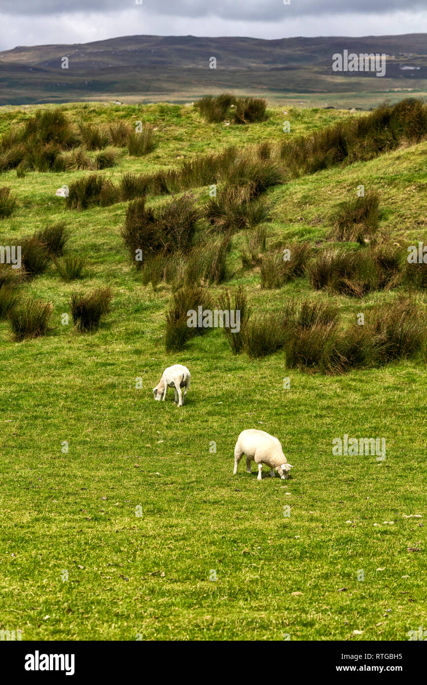 Landscape, Islay, Inner Hebrides, Argyll, Scotland, UK Stock Photo - Alamy