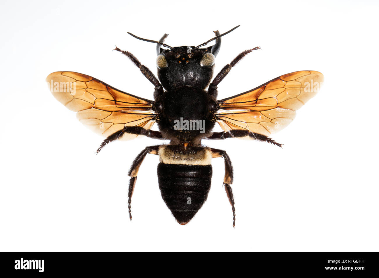 Megachile pluto, Wallace's Giant Resin Bee Stock Photo - Alamy
