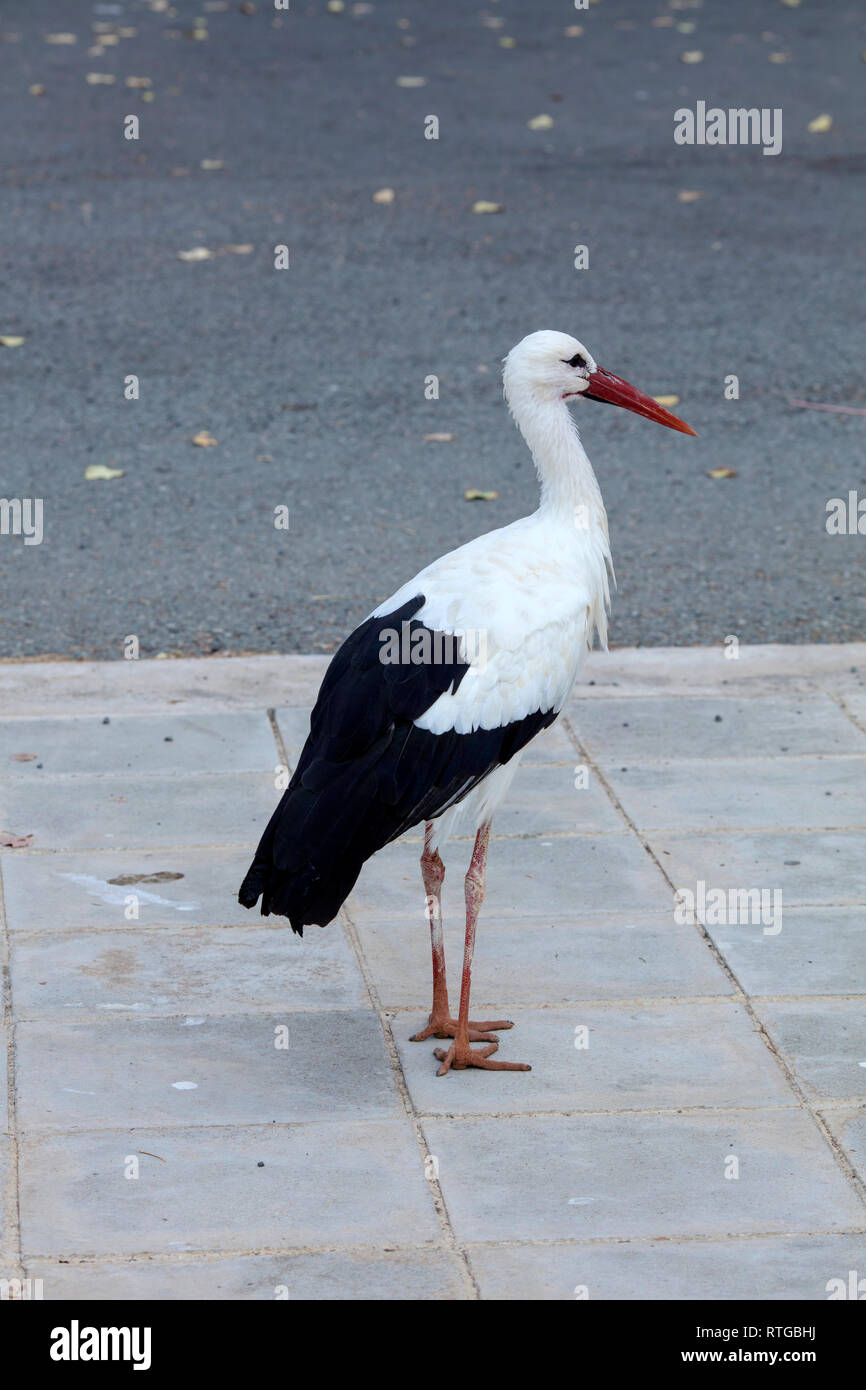 Stork, Paphos zoo, Paphos, Cyprus Stock Photo - Alamy