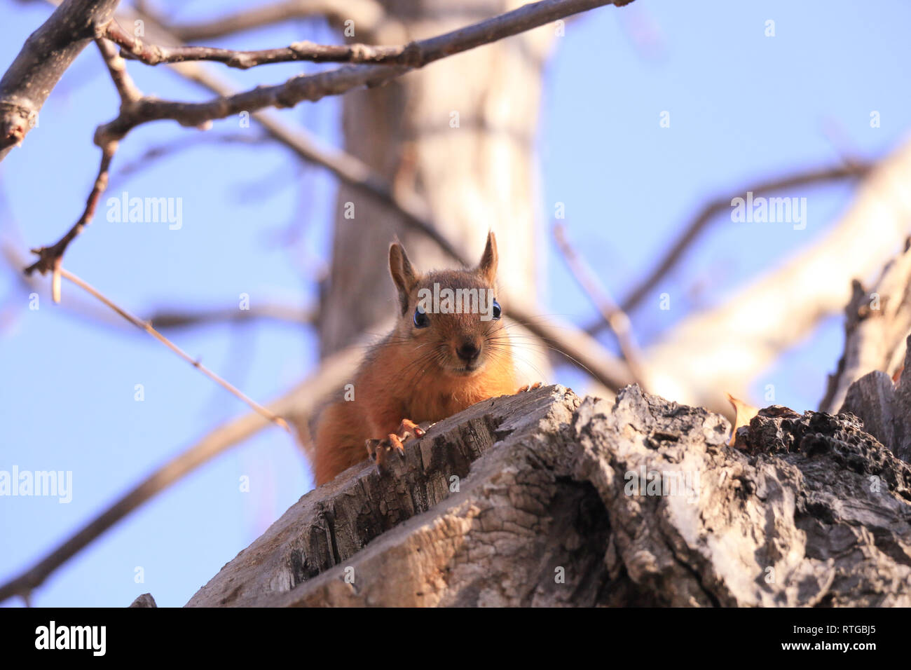 Cartoon squirrel hi-res stock photography and images - Alamy