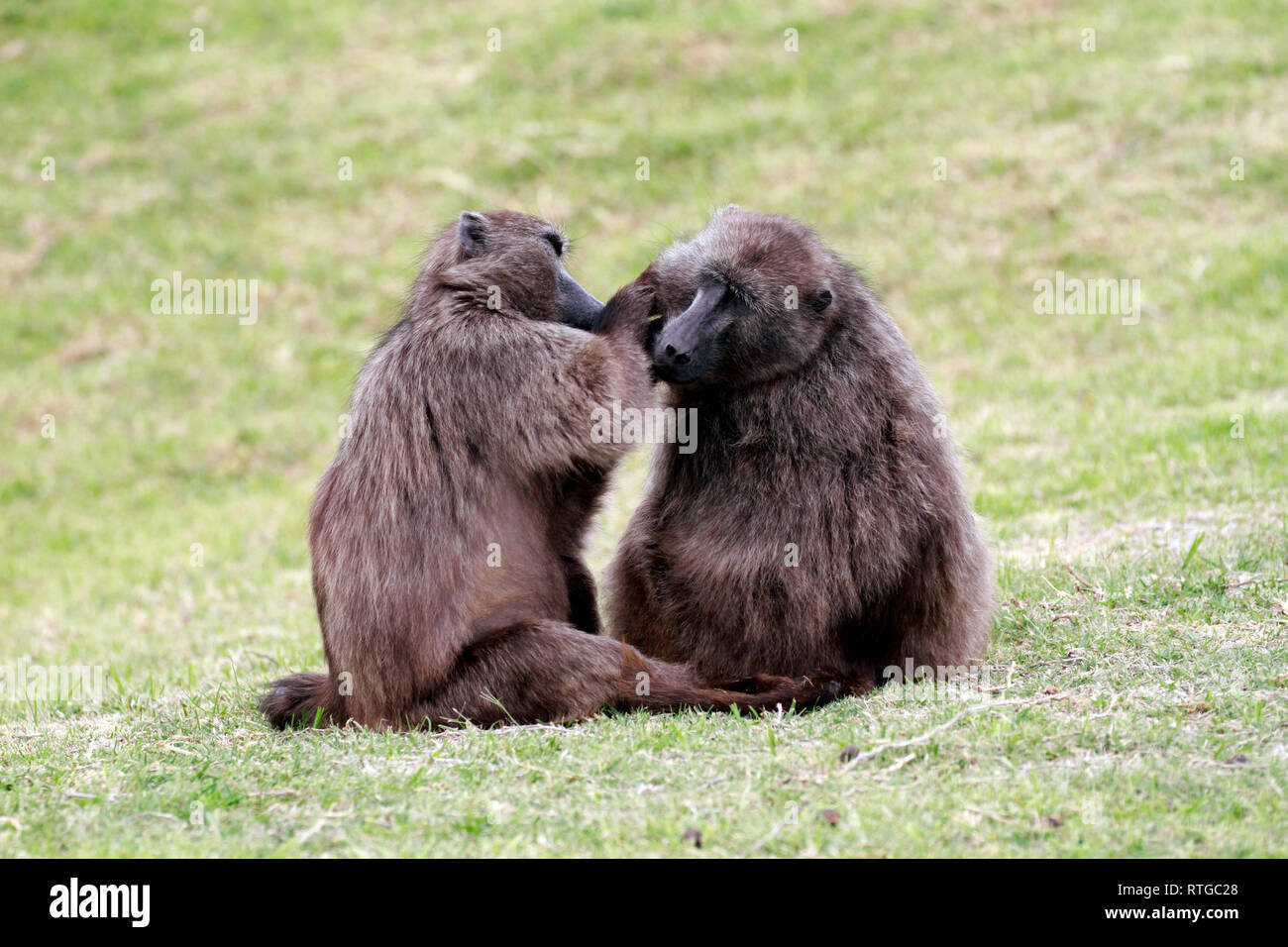 Achacma baboons (Papio ursinus) grooming each other in the Cape Of Good ...