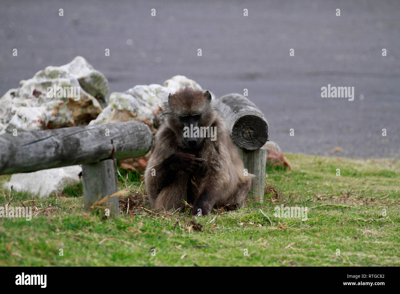 Baboon roots hi-res stock photography and images - Alamy