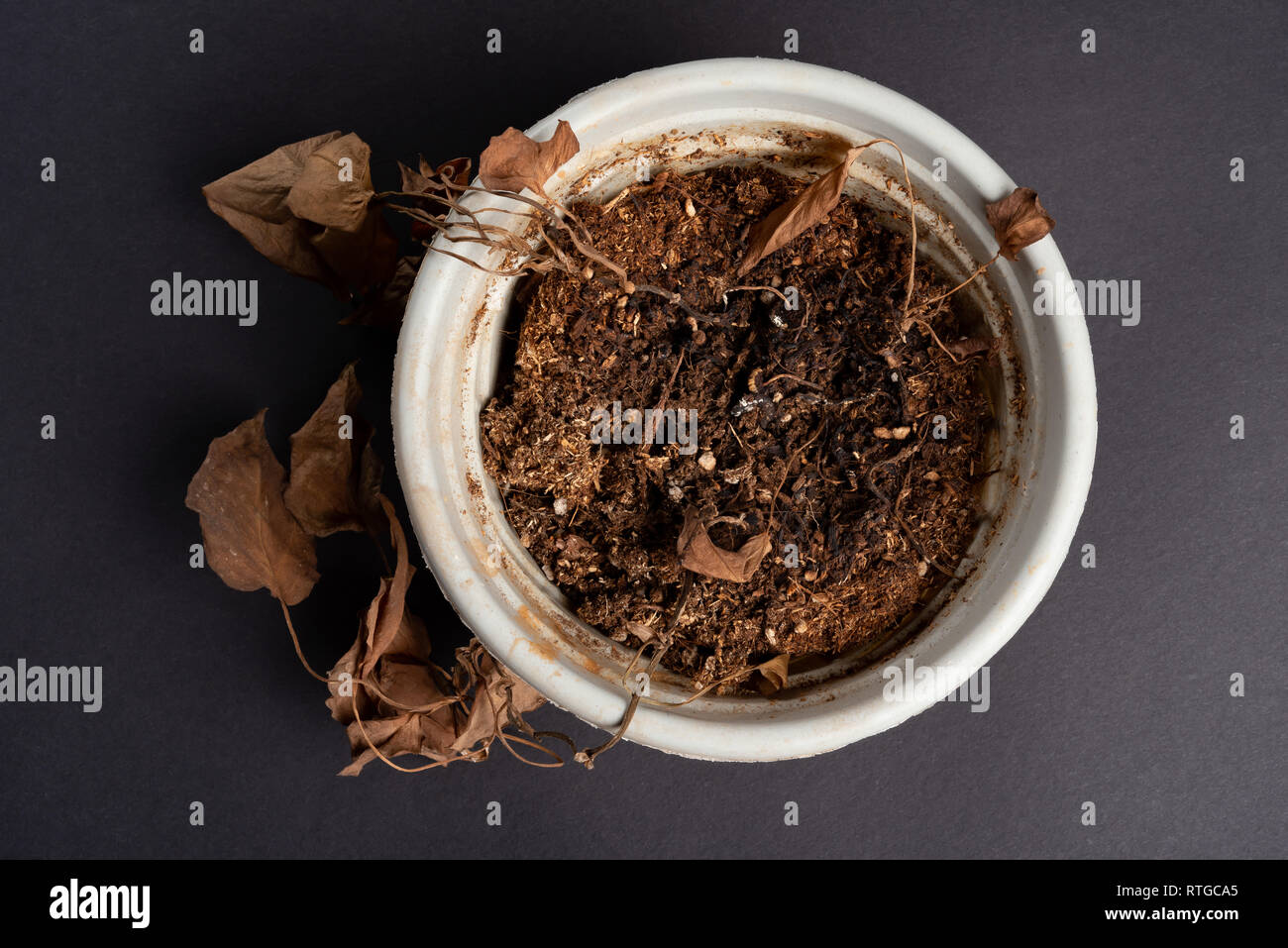 top view faded plant on a dark background Stock Photo - Alamy