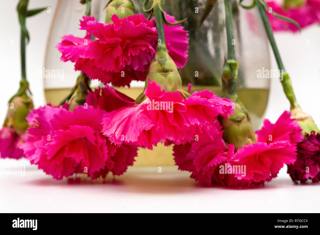 Carnations dead hi-res stock photography and images - Alamy