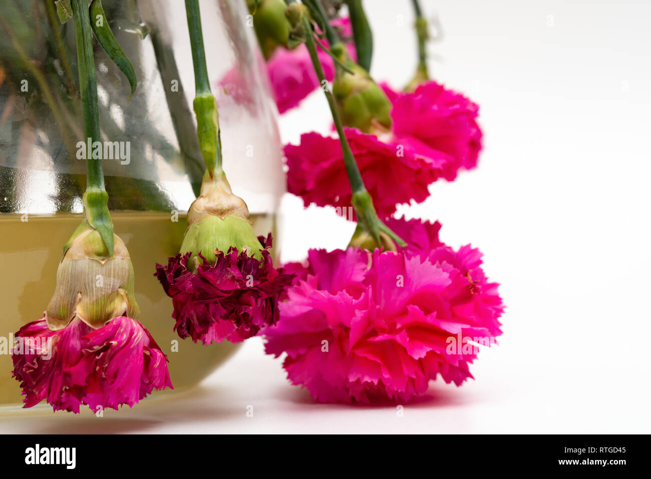 Carnations dead hi-res stock photography and images - Alamy