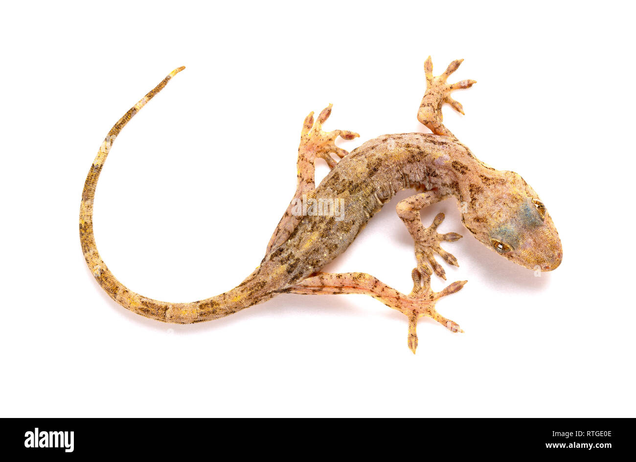 Wrinkled lizard hi-res stock photography and images - Alamy