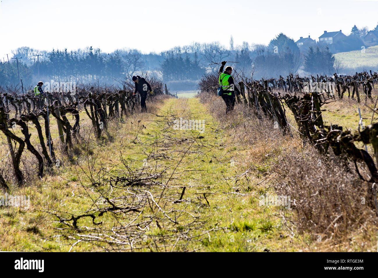 New Hall Vineyard, Purleigh, Essex, England Stock Photo - Alamy