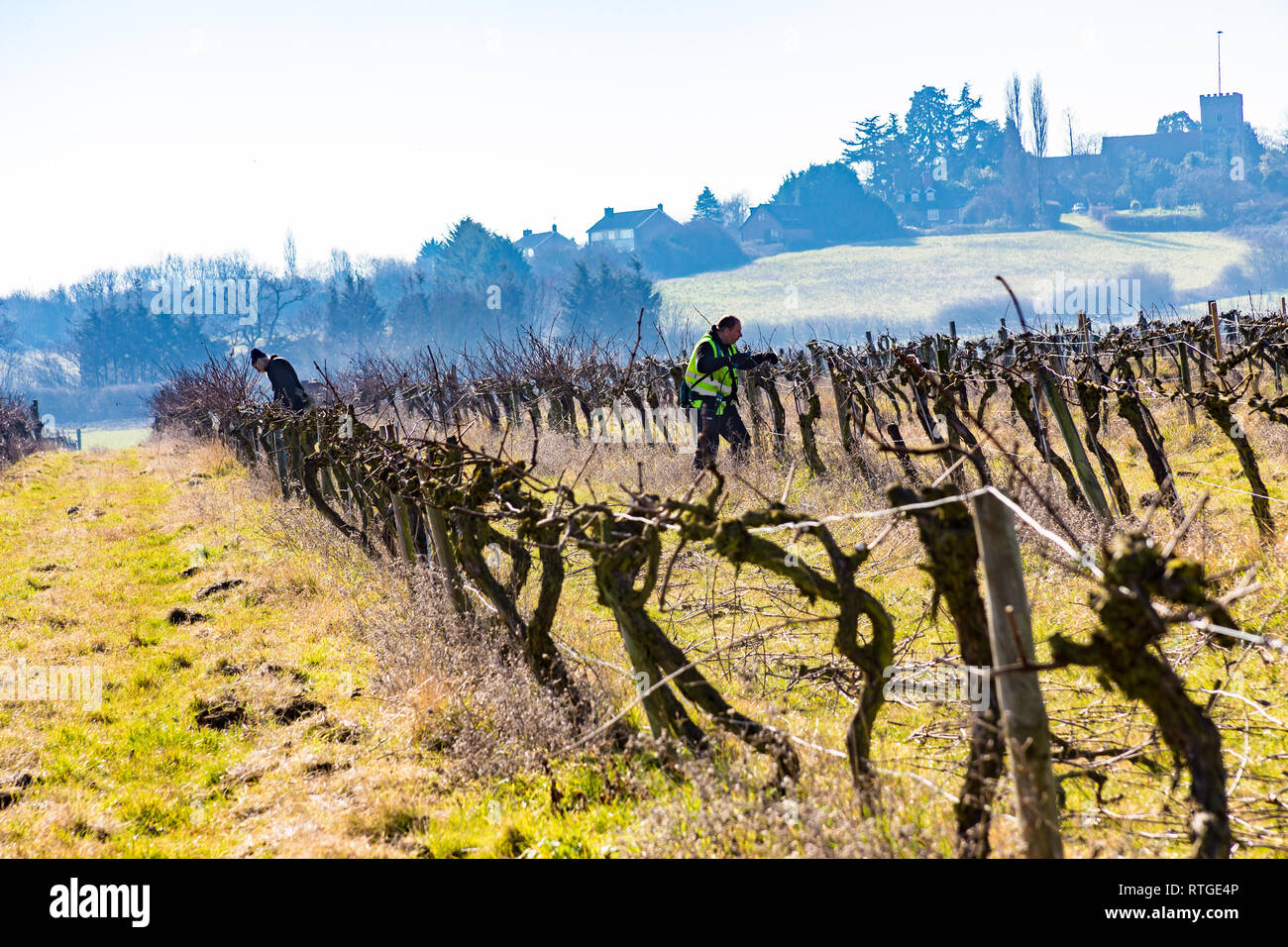 New Hall Vineyard, Purleigh, Essex, England Stock Photo - Alamy