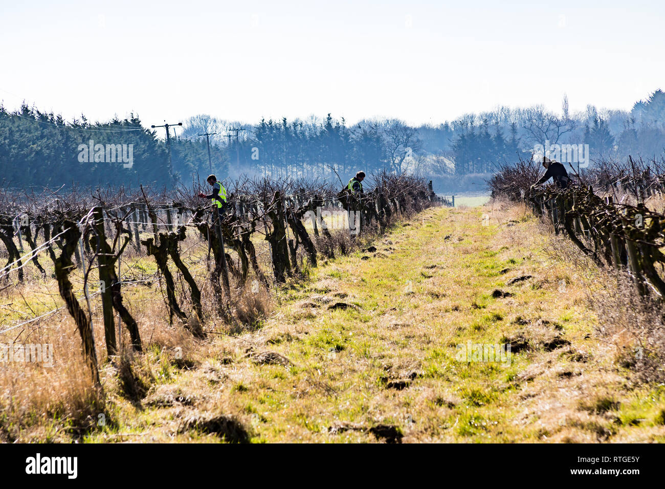 New Hall Vineyard, Purleigh, Essex, England Stock Photo - Alamy