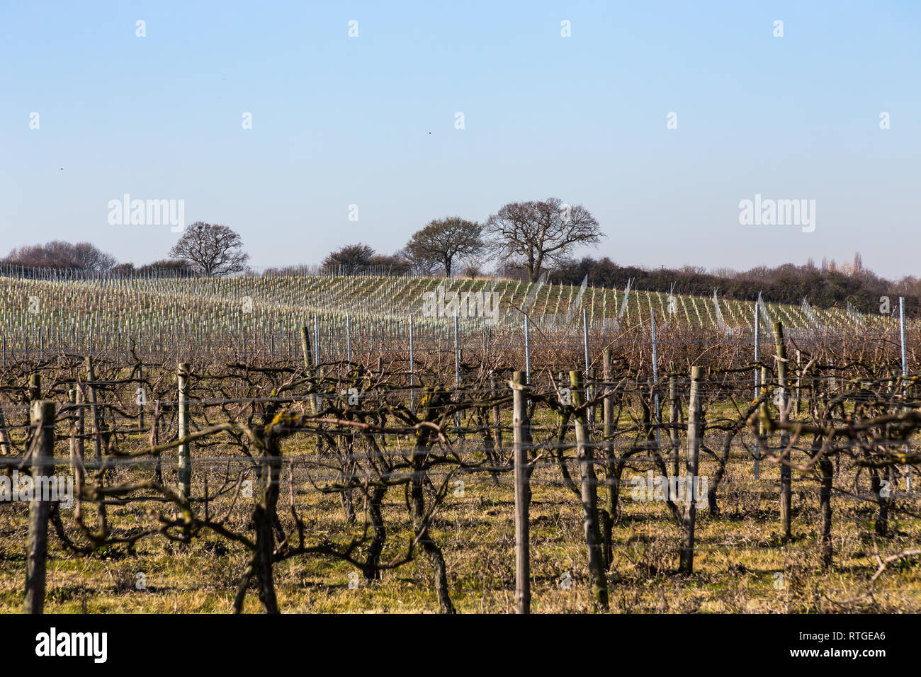 New Hall Vineyard, Purleigh, Essex, England Stock Photo - Alamy