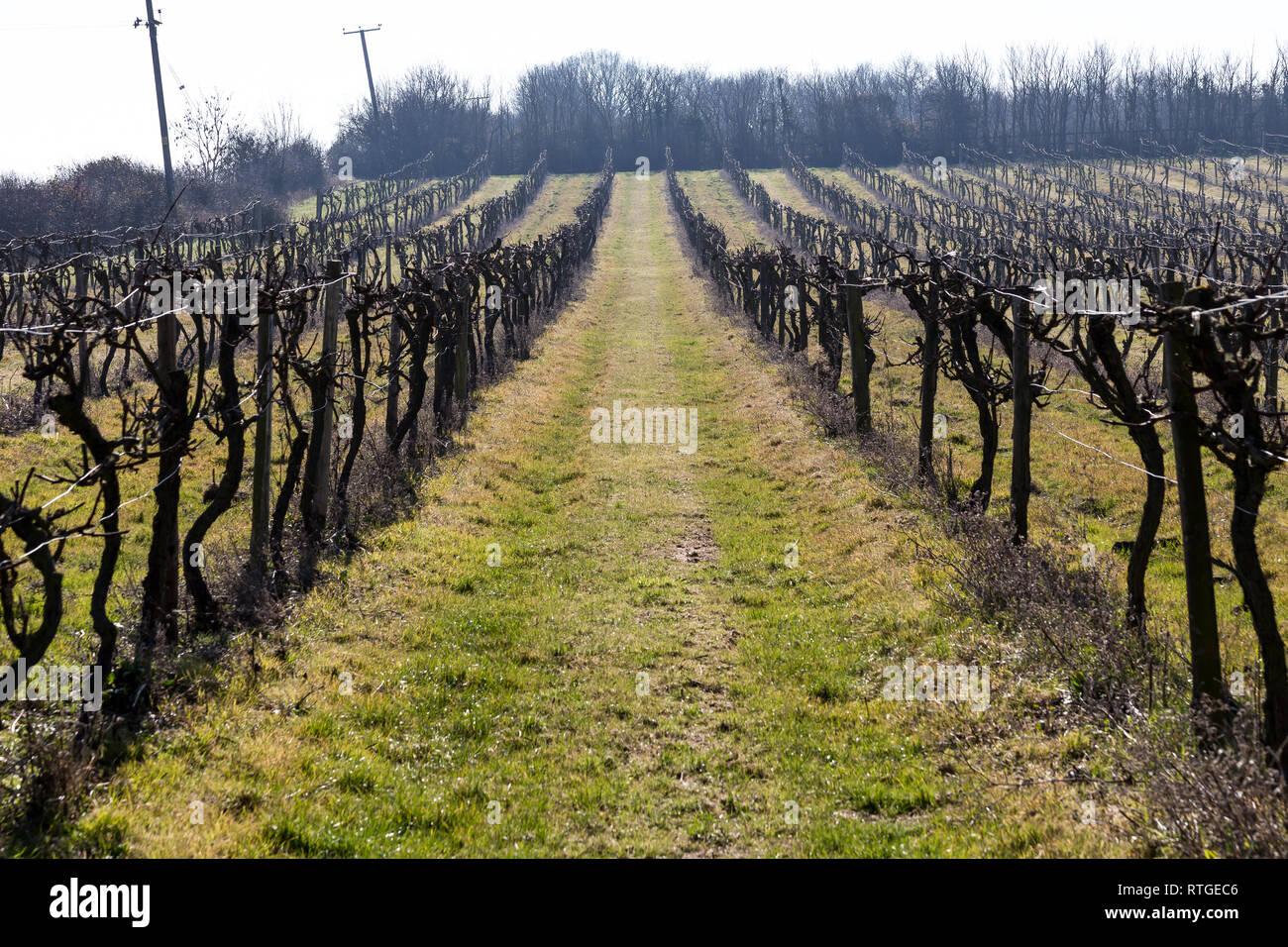New Hall Vineyard, Purleigh, Essex, England Stock Photo - Alamy