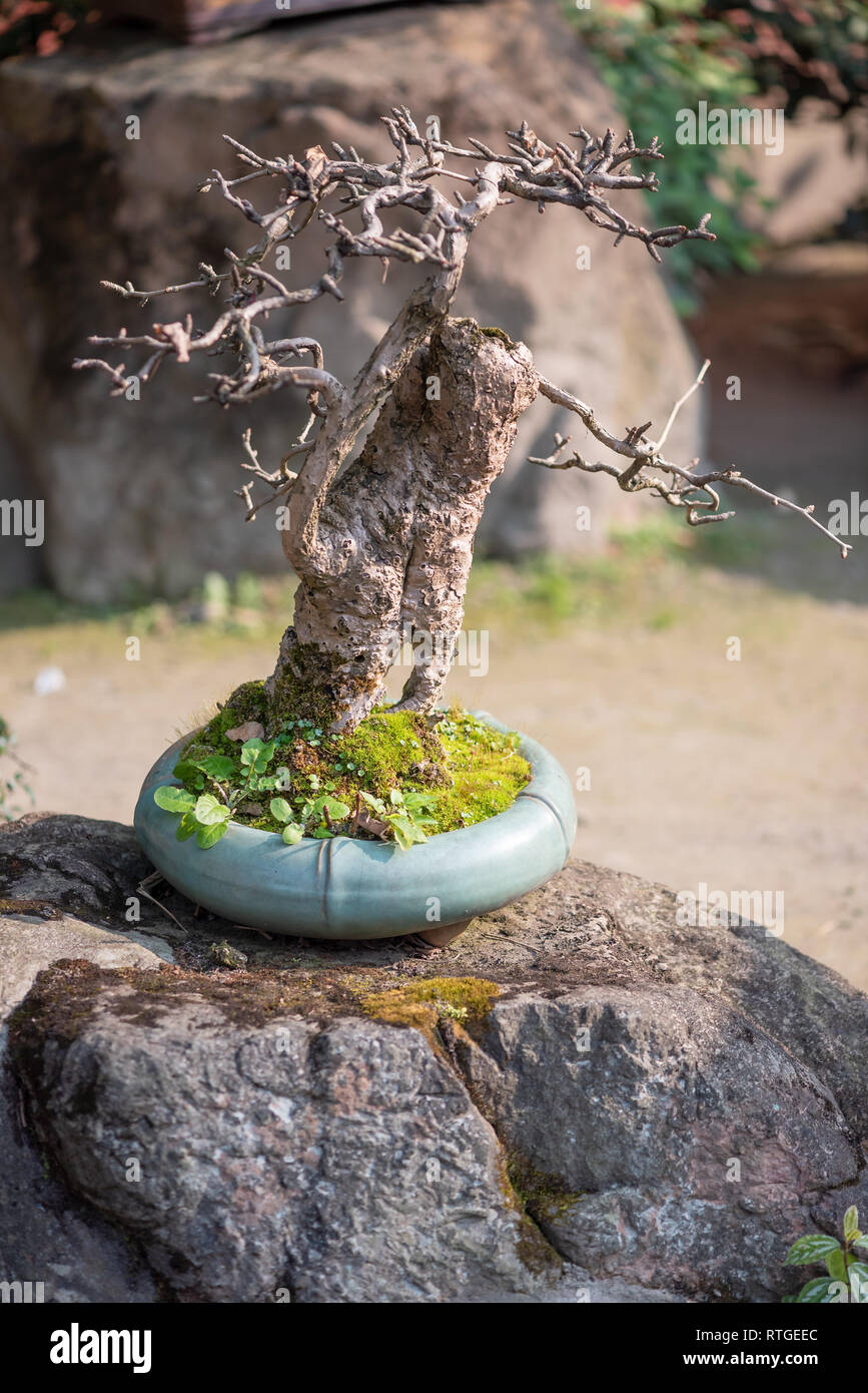 Bonsai tree in a pot in WangJiangLou public park, Chengdu, China Stock ...