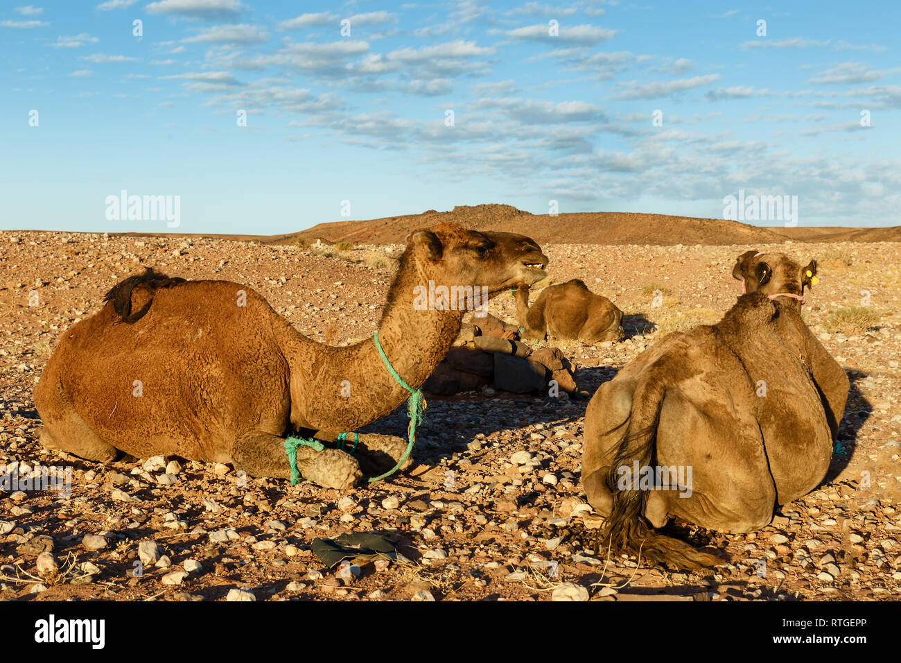 Camels in the Sahara desert, camels lie on stones in the Sahara desert ...