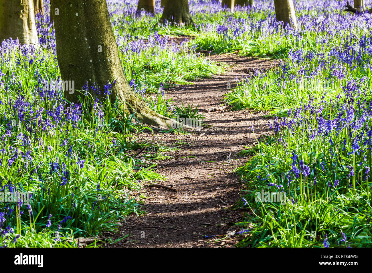 English bluebells dappled in sun hi-res stock photography and images ...