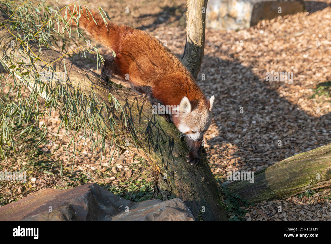 Red panda climbing down tree hi-res stock photography and images - Alamy