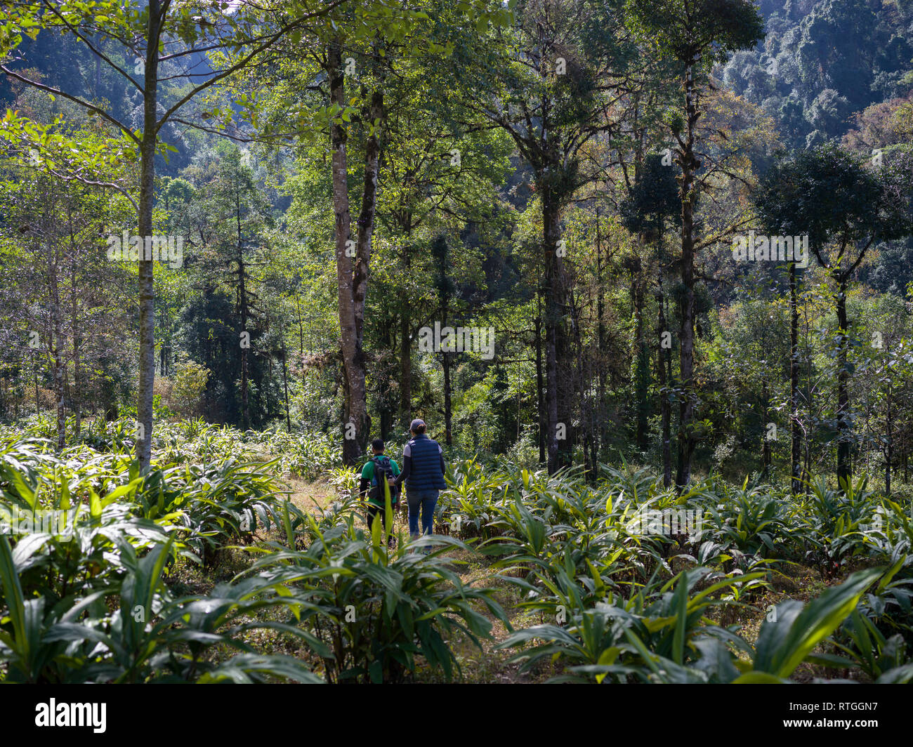 Tourists walking in a forest, Hee Patal, West Sikkim, Sikkim, India ...