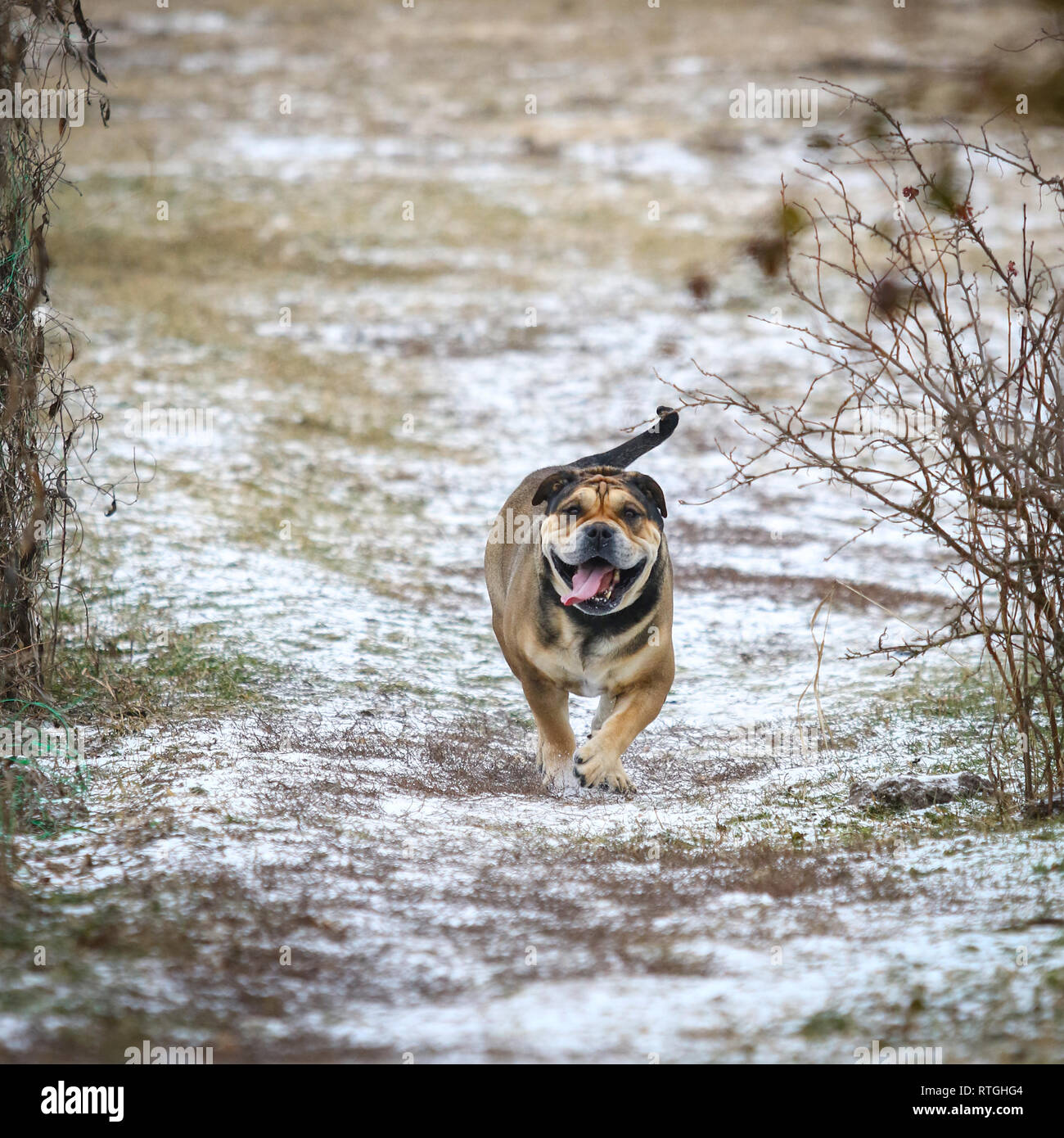 Ca de Bou (Mallorquin Mastiff) male dog runs outdoors Stock Photo - Alamy