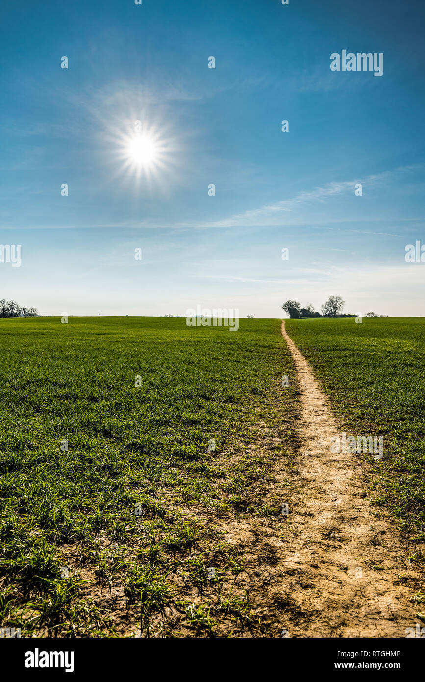 Path through young wheat on a bright late winters day taken against the ...