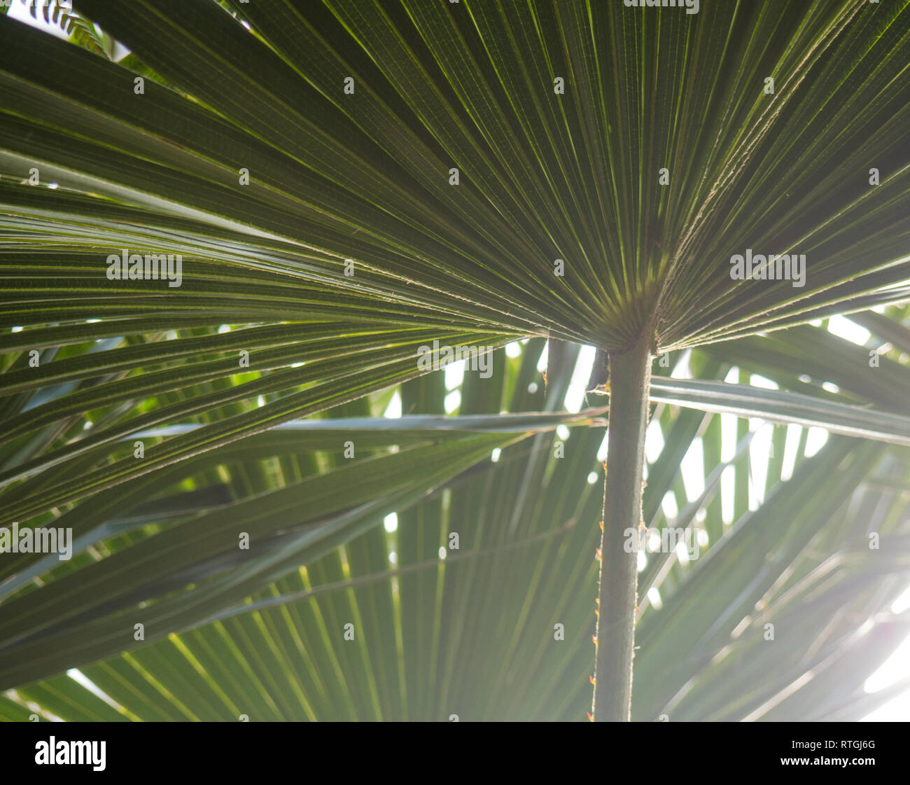 Green palm tree leaves with backlight shining through the texture Stock ...