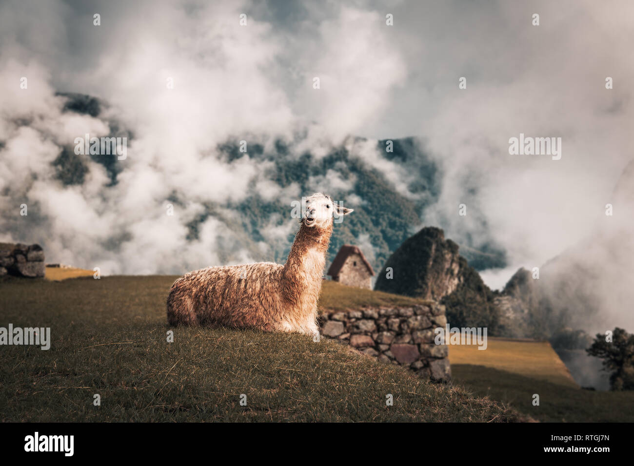 Llama at Machu Picchu Inca Ruins - Sacred Valley, Peru Stock Photo - Alamy