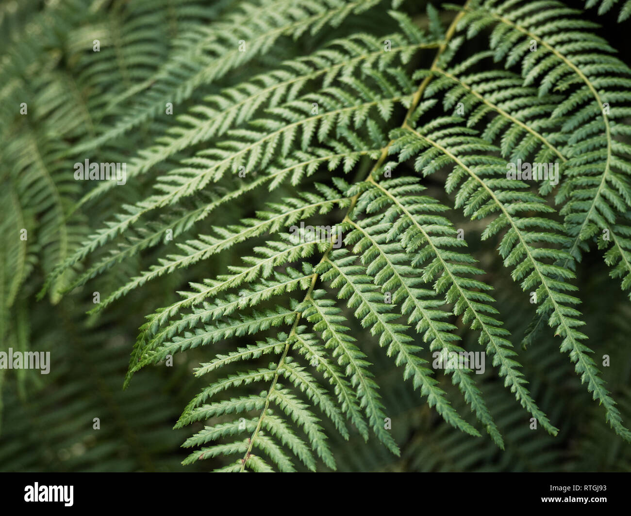 Close up fern leaves hi-res stock photography and images - Alamy