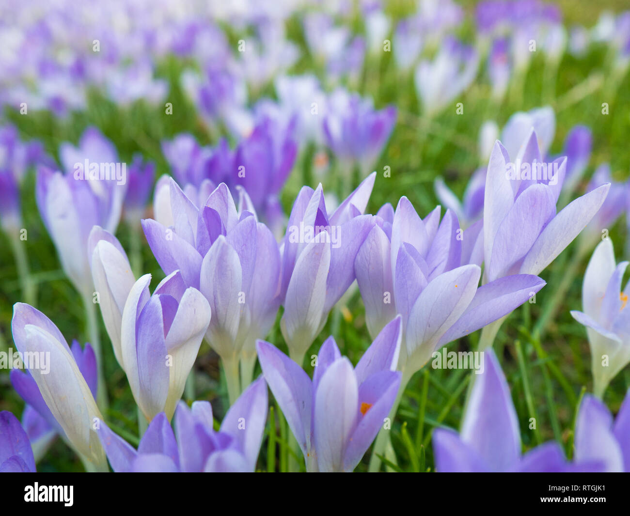 Violet Flowers at the Flora in Cologne, Germany, are the first ...
