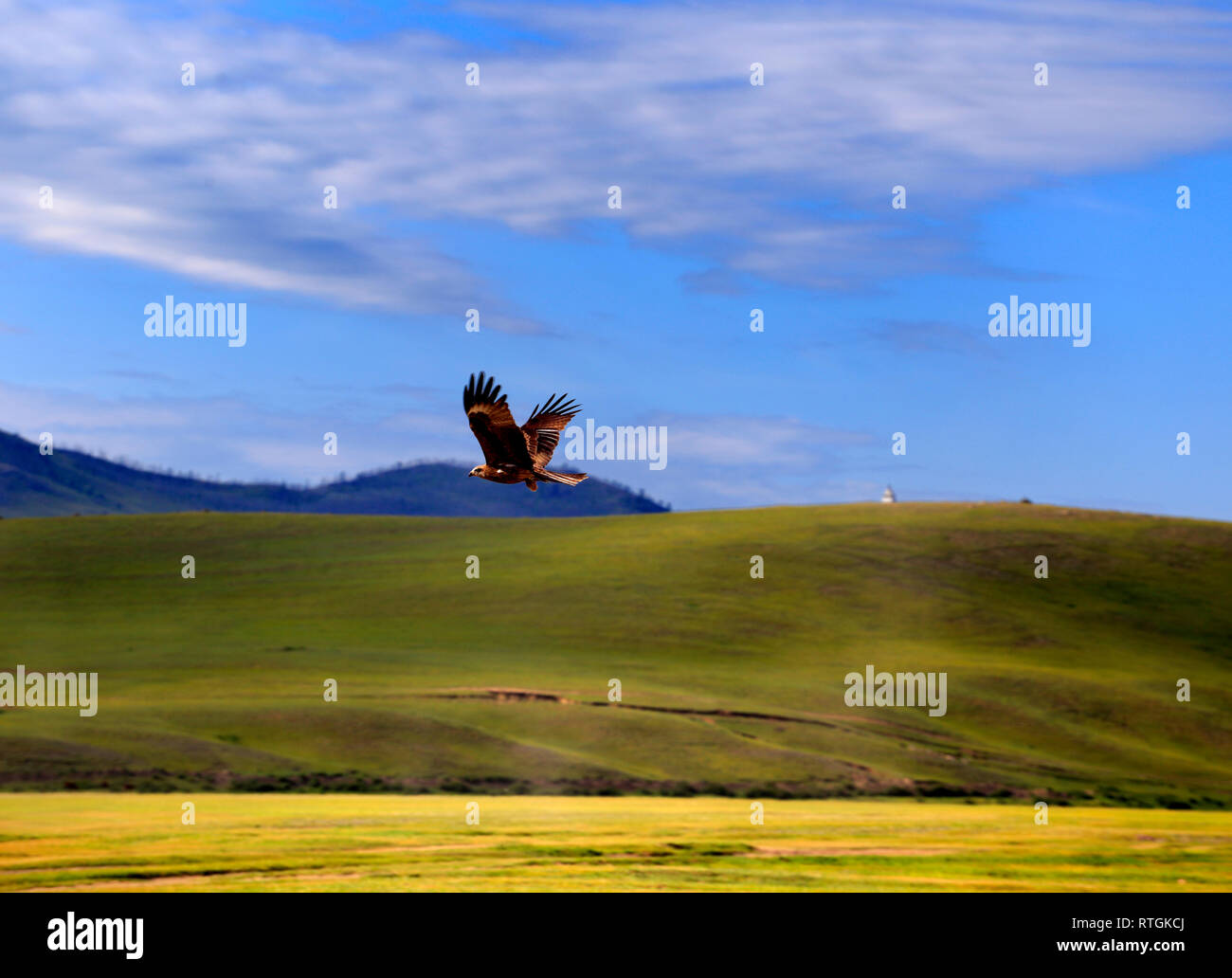 Hawk in Mongolian steppe, Mongolia Stock Photo - Alamy