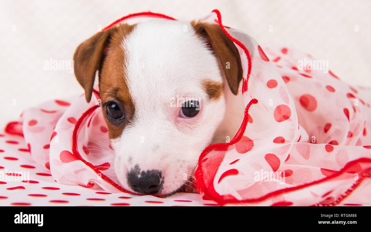 Jack Russell Terrier puppy dog in retro style Stock Photo - Alamy
