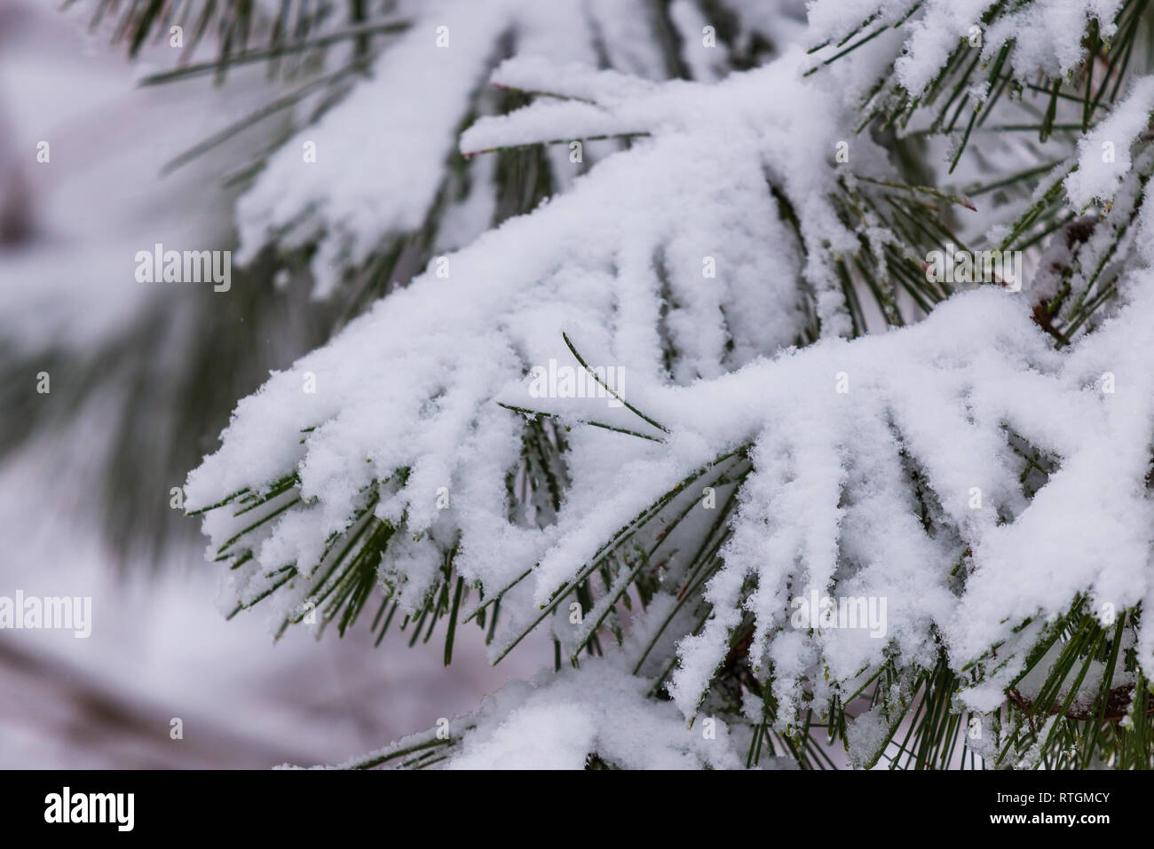 Frozen pine branches in the snow. Tree branches under snow. Snow fir tree branches under ...