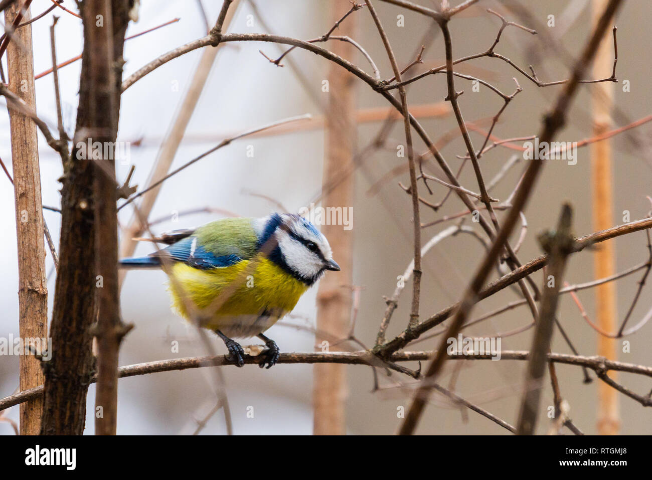 Horizontal photo of blue tit songbird. Bird with yellow, white, blue ...