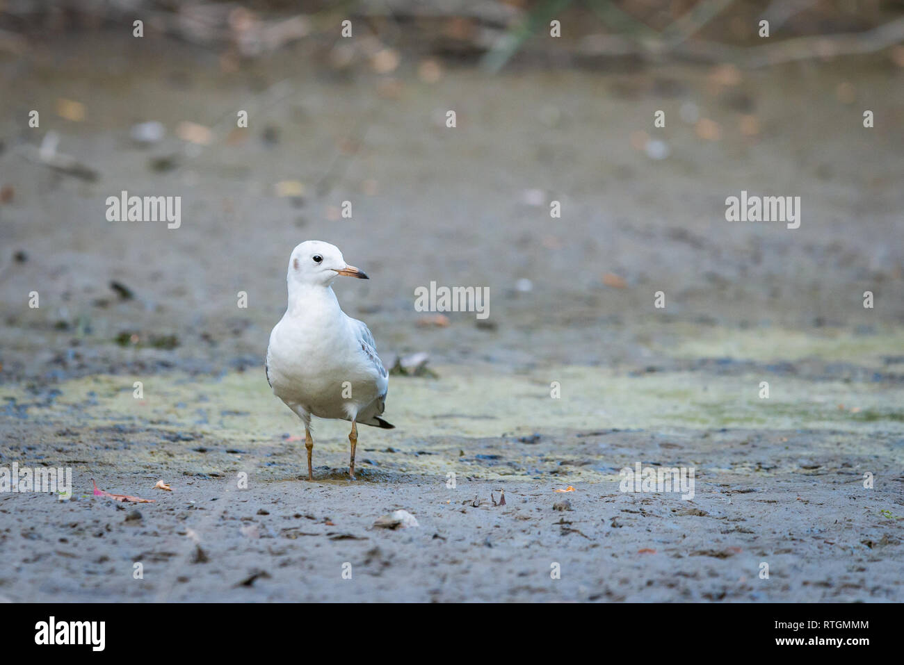 Seagull on river bank hi-res stock photography and images - Alamy
