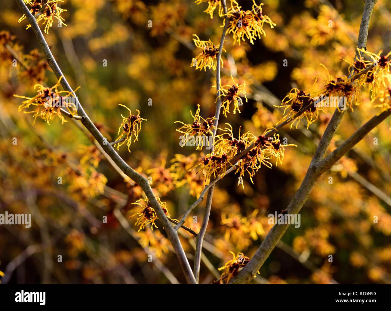 Witch Hazel in flower Stock Photo - Alamy