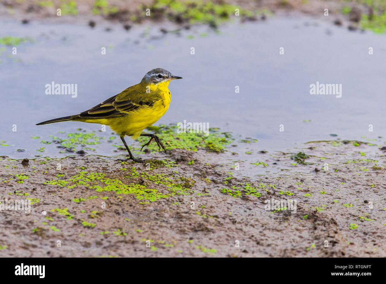 Green headed wagtail hi-res stock photography and images - Alamy