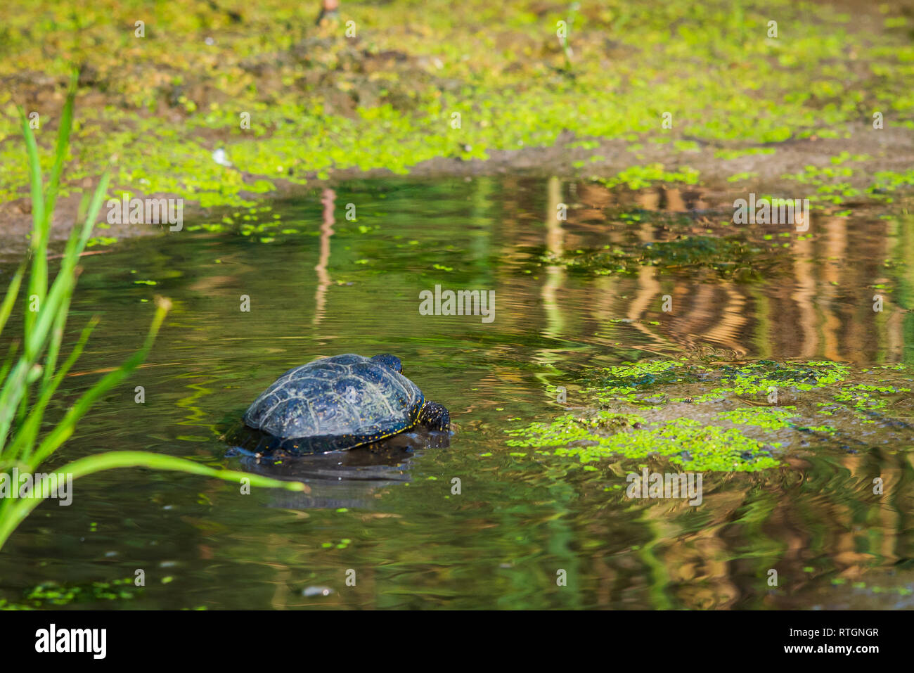 European bog turtle or Emys orbicularis in wild nature Stock Photo - Alamy
